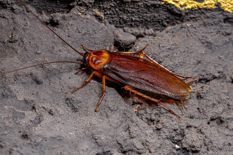Súper cucaracha alemana: ¡Cuidado! Alertan por aumento de este insecto ...